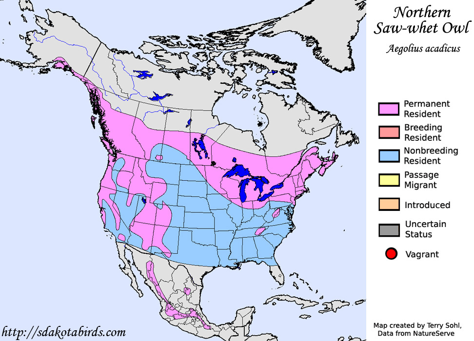 Northern Saw-whet Owl - Species Range Map