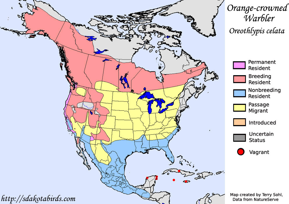 Orange-crowned Warbler - Species Range Map