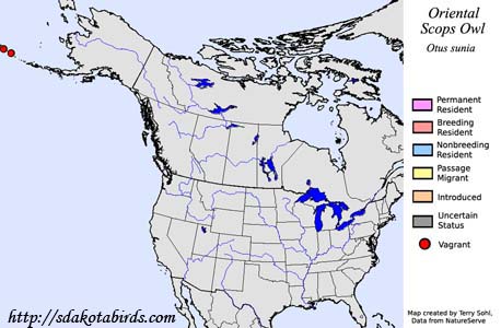 Oriental Scops Owl - Otus sunia