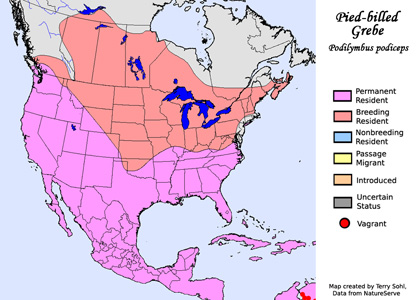 Pied-billed Grebe - Podilymbus podiceps