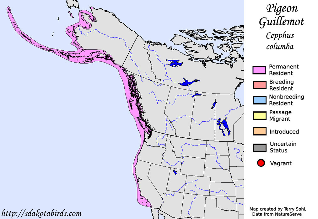 Pigeon Guillemot - Species Range Map