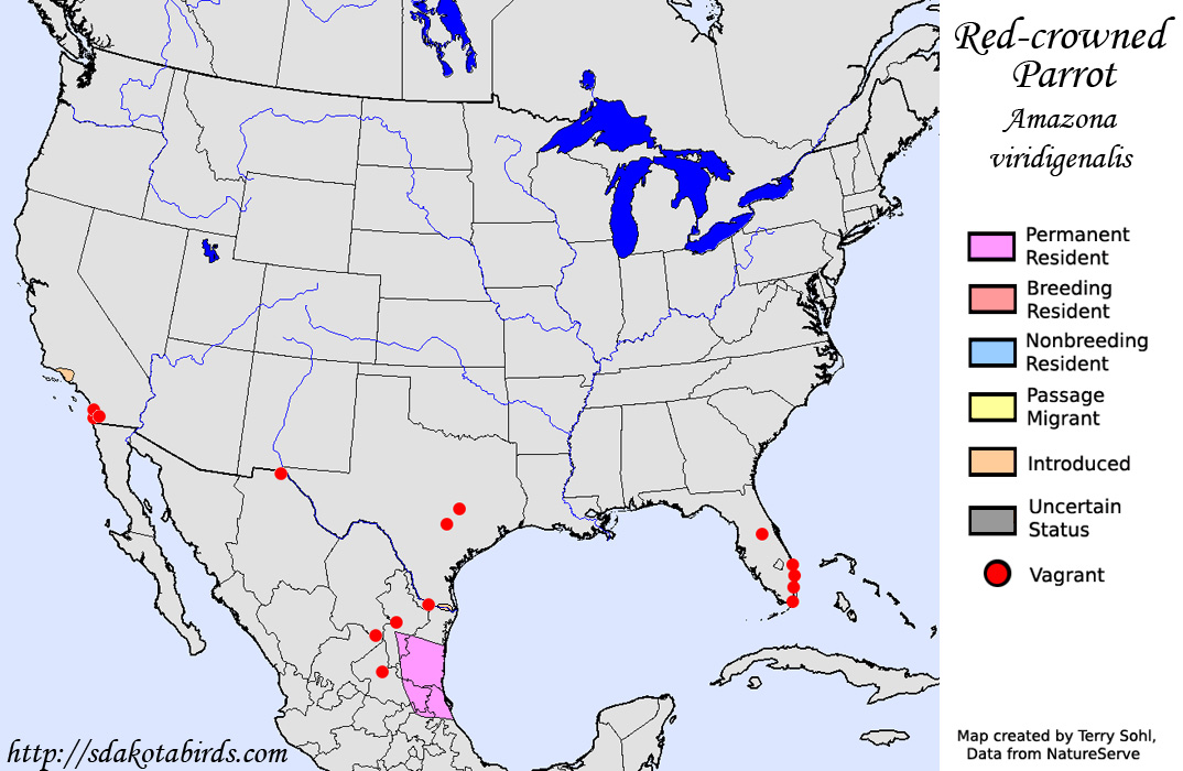 Red-crowned Parrot - Species Range Map