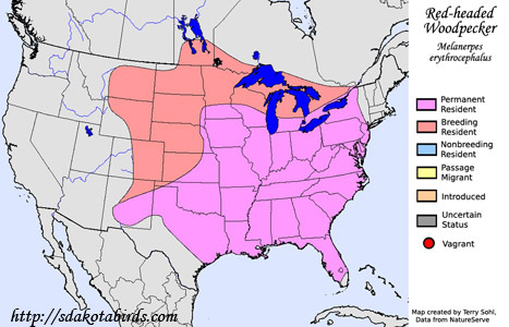 Red-headed Woodpecker - South Dakota Birds and Birding