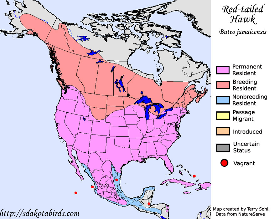 Red-tailed Hawk - Species Range Map