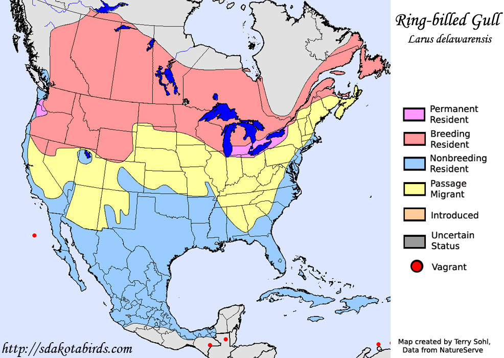 Ring-billed Gull - Species Range Map