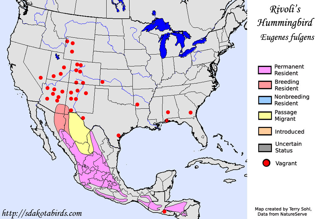 Rivoli's Hummingbird - Species Range Map