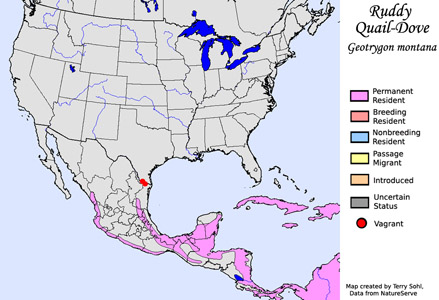 Ruddy Quail-Dove - Species Information and Photos