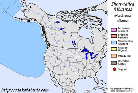 Short-tailed Albatross - Species Information and Photos