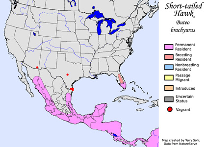 Short-tailed Hawk - Buteo brachyurus