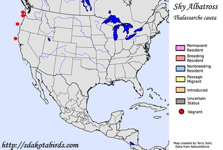 Shy Albatross - Species Information and Photos