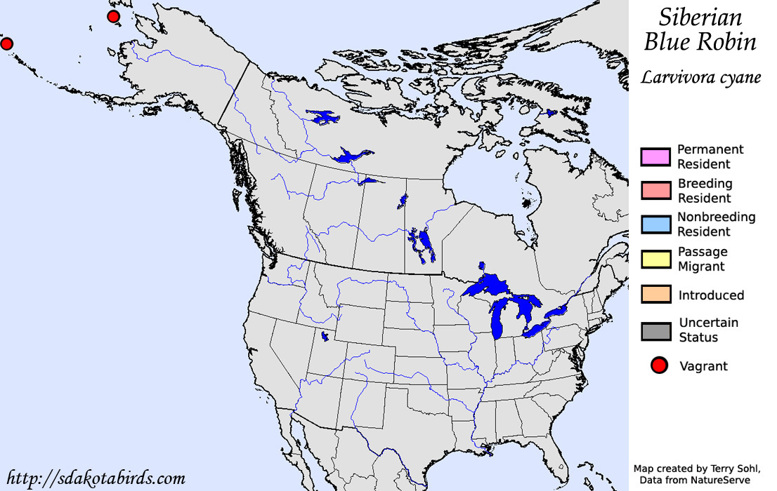Siberian Blue Robin - Species Range Map