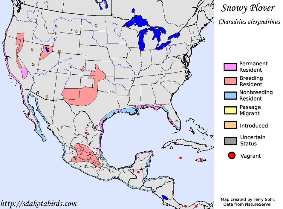Snowy Plover - Species Range Map