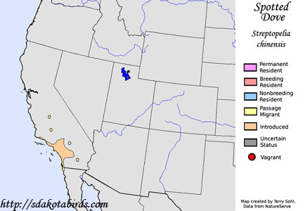 Spotted Dove - Species Information and Photos