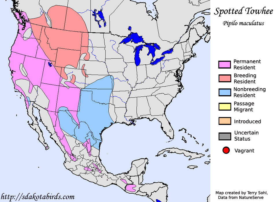 Spotted Towhee - Species Range Map