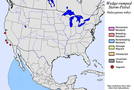 Wedge-rumiped Storm-petrel - Halocyptena tethys