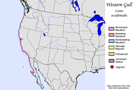 Western Gull - Species Information and Photos