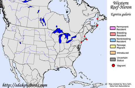 Western Reef-Heron - Species Information and Photos