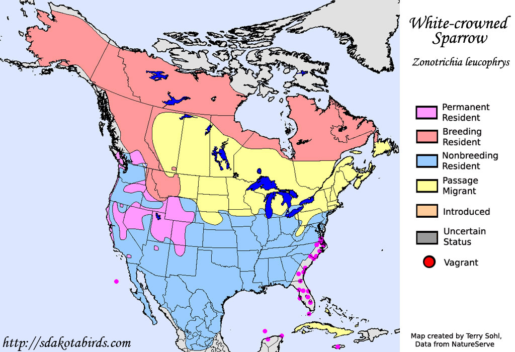White-crowned Sparrow - Species Range Map