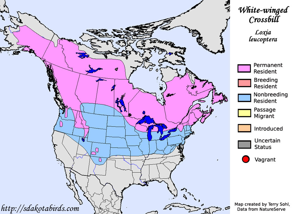 White-winged Crossbill - Species Range Map