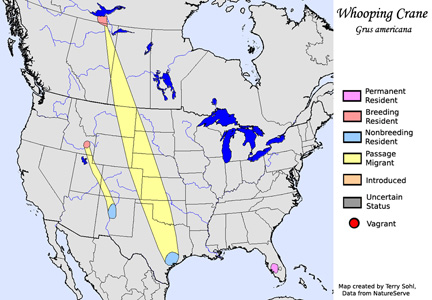 Whooping Crane - South Dakota Birds and Birding