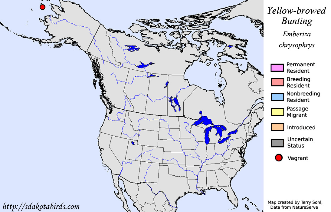 Yellow-browed Bunting - Species Range Map