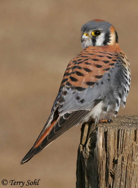 American Kestrel - South Dakota Birds