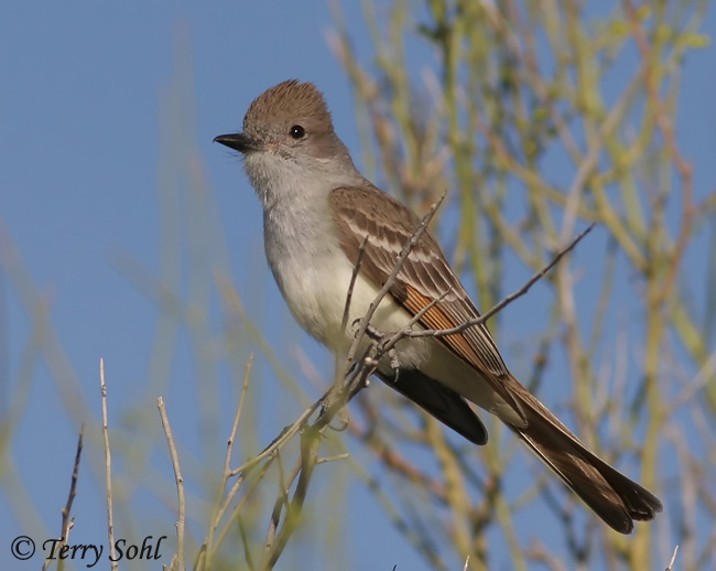 Ash-throated Flycatcher - Species Information and Photos
