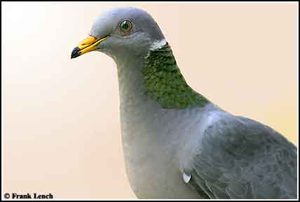 Band-tailed Pigeon - South Dakota Birds