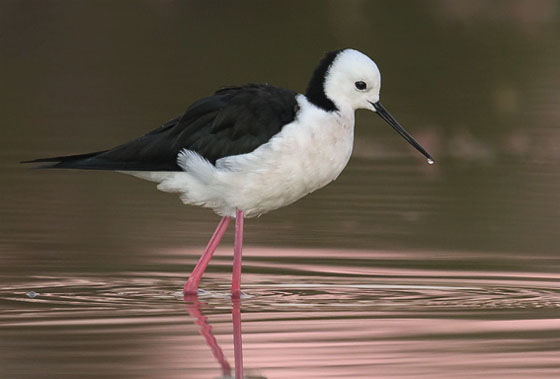 Black-winged Stilt - Himantopus himantopus
