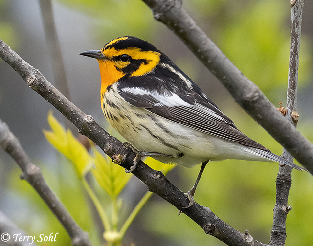 Blackburnian Warbler - South Dakota Birds and Birding