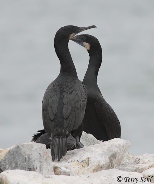 Brandt's Cormorant - Species Information and Photos