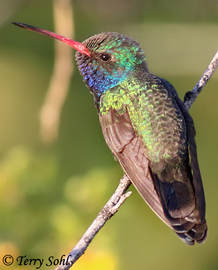Broad-billed Hummingbird - Information and Photos