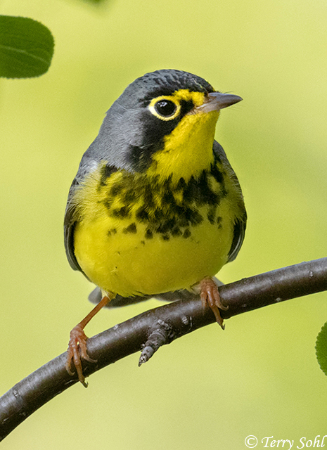 Canada Warbler