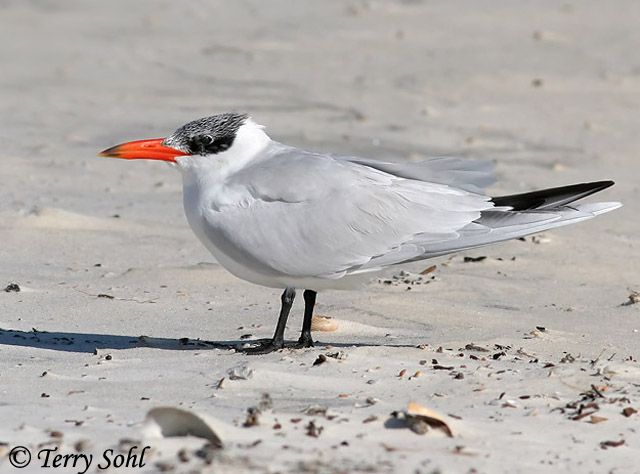 Caspian Tern - South Dakota Birds