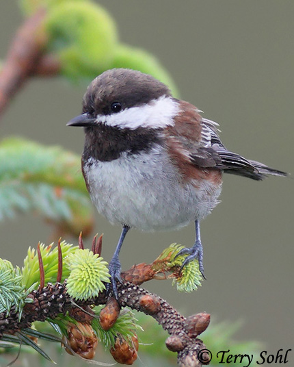 Chestnut-backed Chickadee - Information and Photos