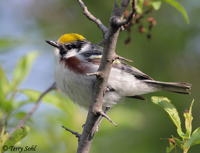 Chestnut Sided Warbler Female