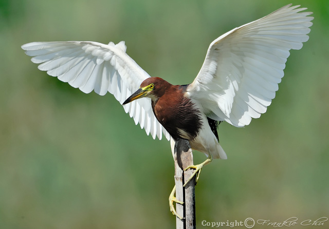 Chinese pond heron - Alchetron, The Free Social Encyclopedia