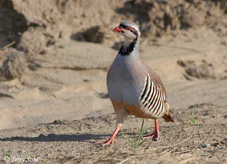 Chukar - Alectoris chukar