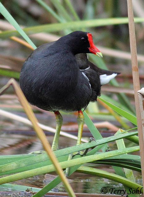 Common Gallinule - South Dakota Birds and Birding