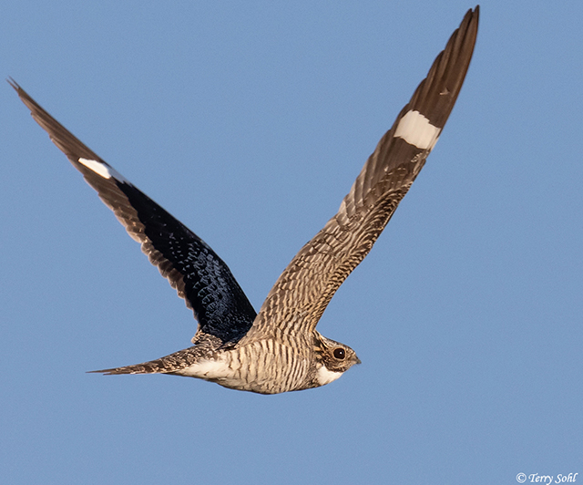 Common Poorwill In Flight