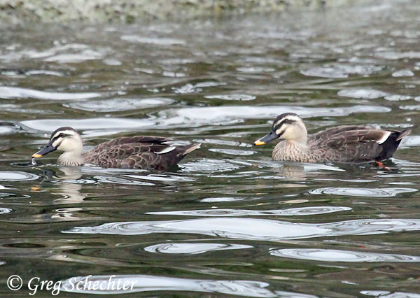 Eastern Spot-billed Duck - Species Information and Photos