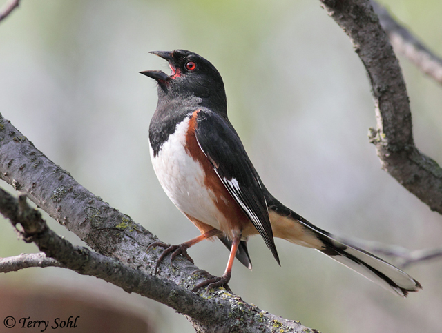Eastern Towhee - South Dakota Birds and Birding