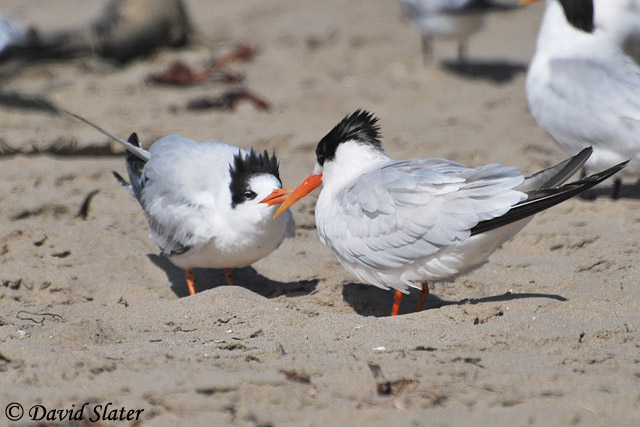 Elegant Tern - Species Information and Photos