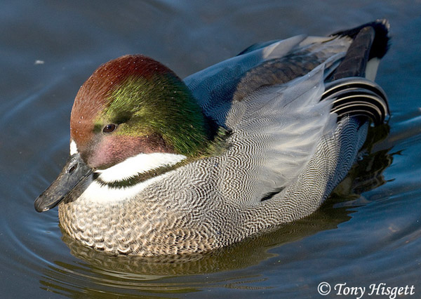 Falcated Duck - Mareca falcata - Species Information and Photos