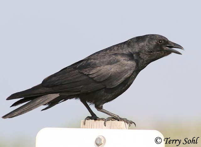 Fish Crow - Species Information and Photos