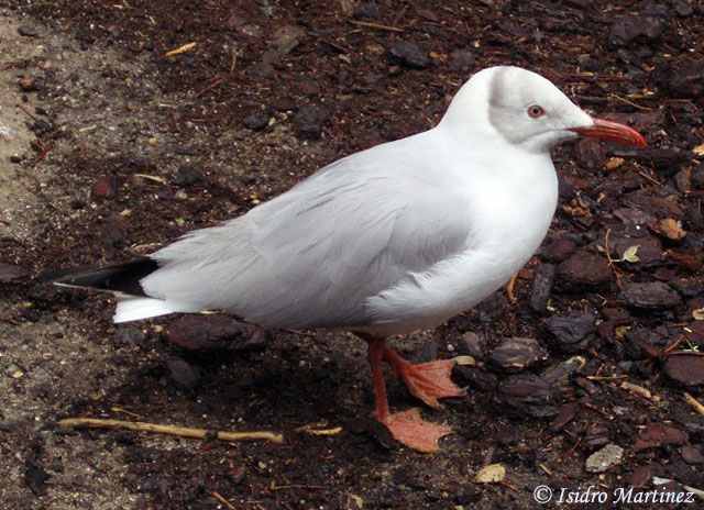 Gray-hooded Gull - Species Information and Photos