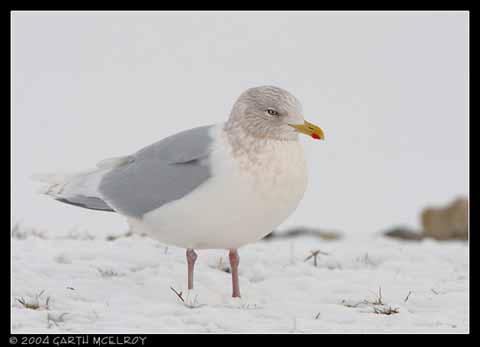 Iceland Gull - Larus glaucoides