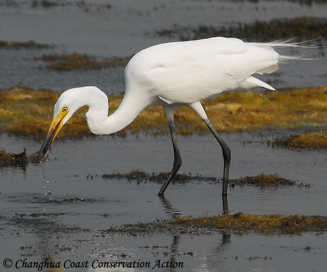 Intermediate Egret - Species Information and Photos