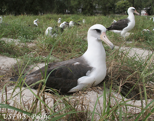 Laysan Albatross - Species Information and Photos