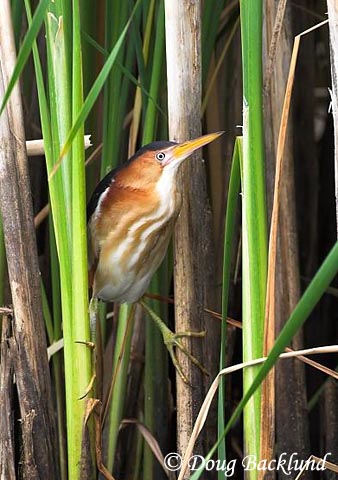 Least Bittern - Ixobrychus exilis